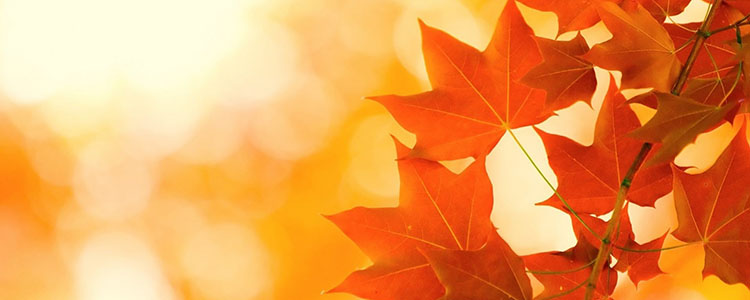 Culorile toamnei... - ANI CĂȘĂRICĂ